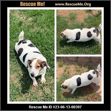 - Texas Jack Russell Rescue - ADOPTIONS - Rescue Me!