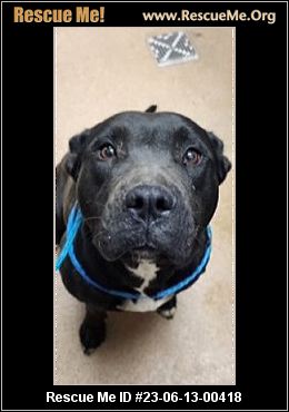 - California American Bulldog Rescue - ADOPTIONS - Rescue Me!