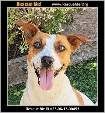 - New Mexico Dog Rescue - ADOPTIONS - Rescue Me!