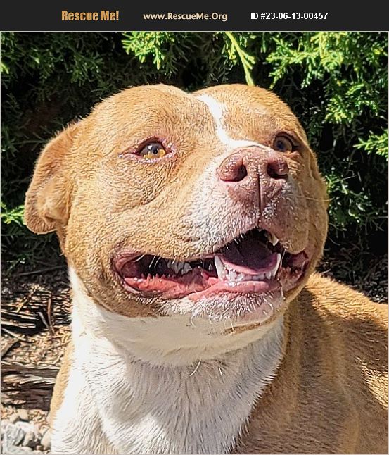 ADOPT 23061300457 ~ Pit Bull Rescue ~ Albuquerque, NM