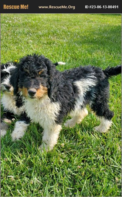 ADOPT 23061300491 ~ Bernese Mountain Dog Rescue ~ Denver, IN