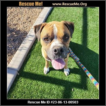- Arizona Boxer Rescue - ADOPTIONS - Rescue Me!