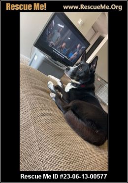 - Ohio Siberian Husky Rescue - ADOPTIONS - Rescue Me!