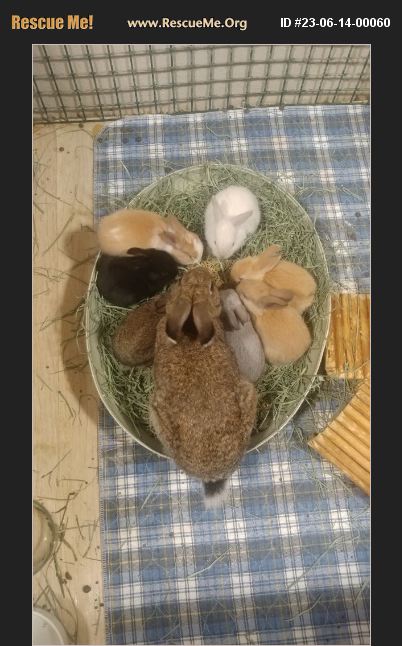 ADOPT 23061400060 ~ Rabbit Rescue ~ Lake Elsinore, CA