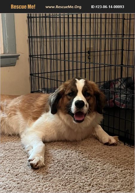 ADOPT 23061400093 ~ Saint Bernard Rescue ~ Wilmington, NC