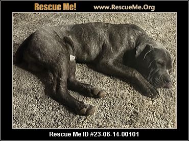 - Colorado Mastiff Rescue - ADOPTIONS - Rescue Me!