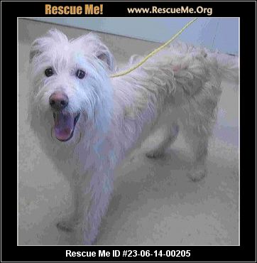 - Indiana Dog Rescue - ADOPTIONS - Rescue Me!