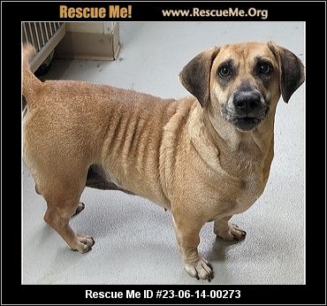 - Iowa Dog Rescue - ADOPTIONS - Rescue Me!
