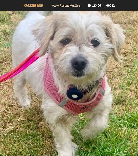 ADOPT 23061400322 ~ Lhasa Apso Rescue ~ Aliso Viejo, CA