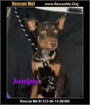 - California Miniature Pinscher Rescue - ADOPTIONS - Rescue Me!