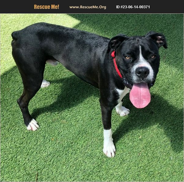 ADOPT 23061400371 ~ Boxer Rescue ~ Scottsdale, AZ