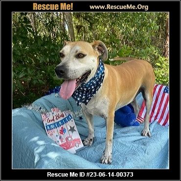 - Florida Black Mouth Cur Rescue - ADOPTIONS - Rescue Me!
