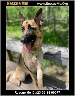 - Virginia German Shepherd Rescue - ADOPTIONS - Rescue Me!