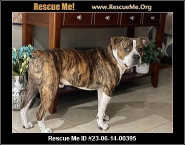 - Michigan Bulldog Rescue - ADOPTIONS - Rescue Me!