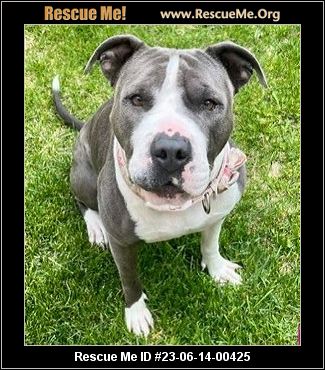 - Colorado Pit Bull Rescue - ADOPTIONS - Rescue Me!