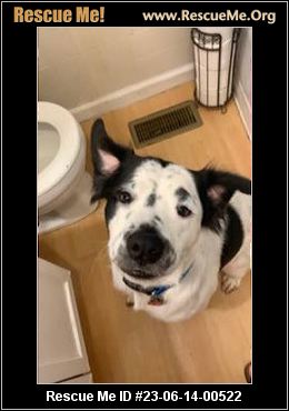 - Georgia Border Collie Rescue - ADOPTIONS - Rescue Me!