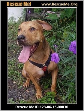 - Florida Black Mouth Cur Rescue - ADOPTIONS - Rescue Me!