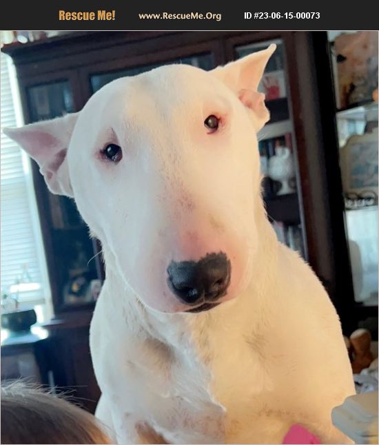 ADOPT 23061500073 ~ Bull Terrier Rescue ~ Mansfield, OH