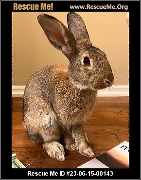 - Tennessee Rabbit Rescue - ADOPTIONS - Rescue Me!