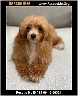 - Kansas Dog Rescue - ADOPTIONS - Rescue Me!