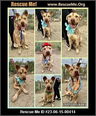 - California Pit Bull Rescue - ADOPTIONS - Rescue Me!
