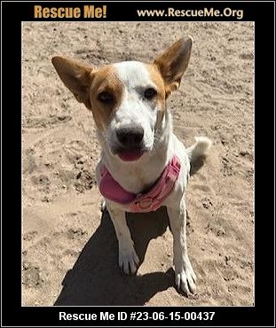 - New Mexico Dog Rescue - ADOPTIONS - Rescue Me!