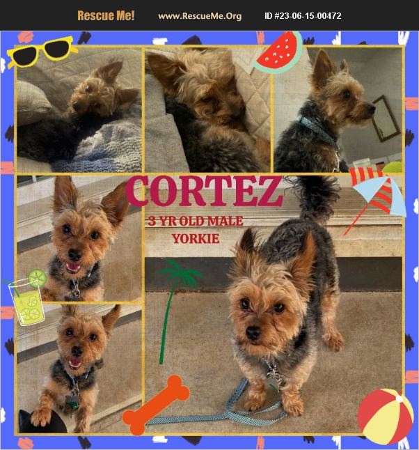 ADOPT 23061500472 ~ Yorkie Rescue ~ Great Bend, KS