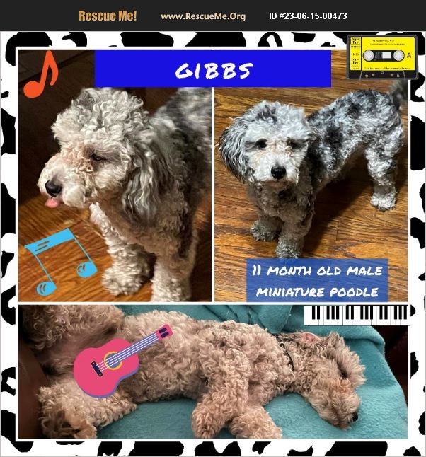 ADOPT 23061500473 ~ Poodle Rescue ~ Great Bend, KS
