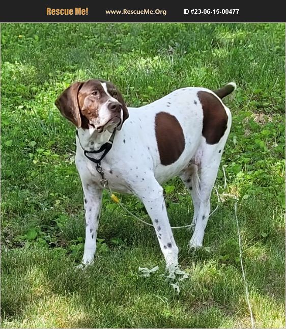 ADOPT 23061500477 ~ German Shorthaired Pointer Rescue ~ Gurnee, IL