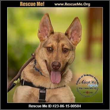 - Virginia German Shepherd Rescue - ADOPTIONS - Rescue Me!