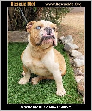 - New Mexico Dog Rescue - ADOPTIONS - Rescue Me!