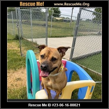 - Wisconsin Dog Rescue - ADOPTIONS - Rescue Me!