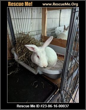 - Pennsylvania Rabbit Rescue - ADOPTIONS - Rescue Me!