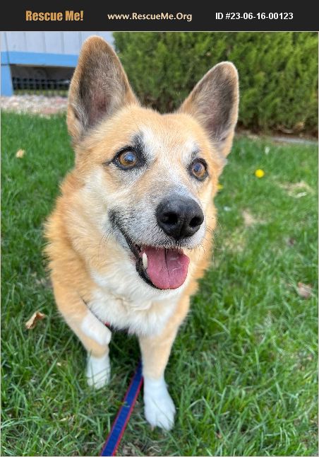 ADOPT 23061600123 ~ Corgi Rescue ~ Lakewood, CO