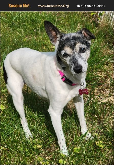 ADOPT 23061600141 ~ Rat Terrier Rescue ~ Lisbon, IA