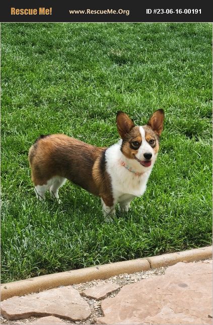 ADOPT 23061600191 ~ Corgi Rescue ~ Lakewood, CO