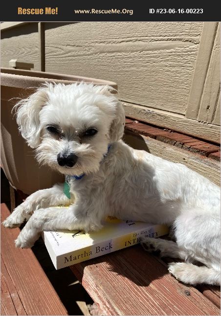 ADOPT 23061600223 ~ Maltese Rescue ~ Wichita, KS