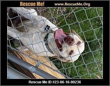 - Utah Dog Rescue - ADOPTIONS - Rescue Me!