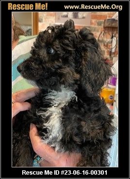 - New York Dog Rescue - ADOPTIONS - Rescue Me!