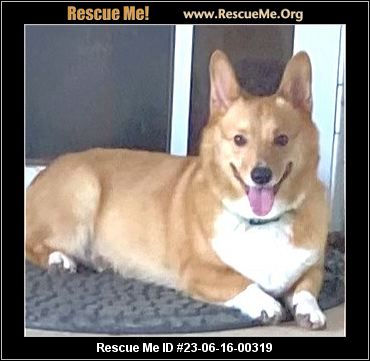 - Texas Corgi Rescue - ADOPTIONS - Rescue Me!