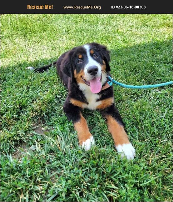 ADOPT 23061600383 ~ Bernese Mountain Dog Rescue ~ Kenton, OH