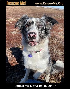 - Alaska Dog Rescue - ADOPTIONS - Rescue Me!