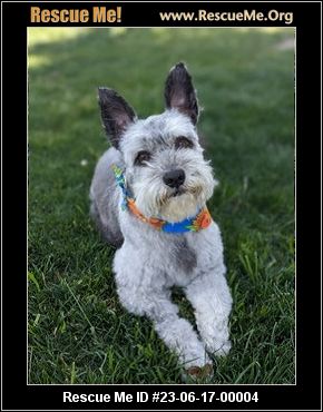 - California Yorkie Rescue - ADOPTIONS - Rescue Me!