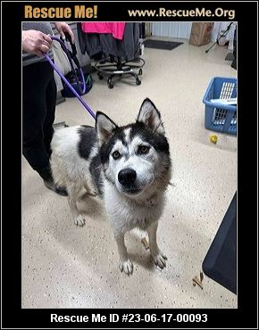 - Ohio Siberian Husky Rescue - ADOPTIONS - Rescue Me!