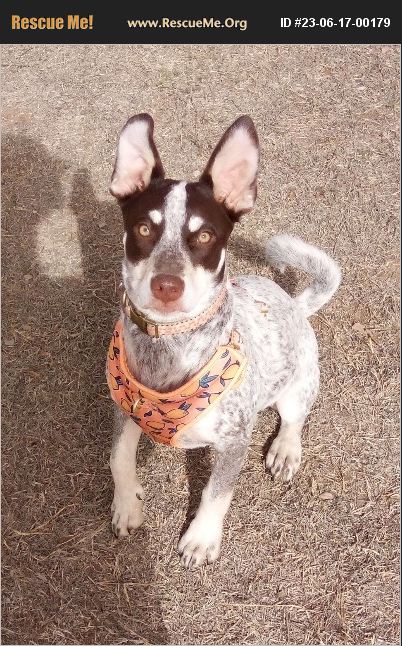 ADOPT 23061700179 ~ Australian Cattle Dog Rescue ~ Biloxi, MS