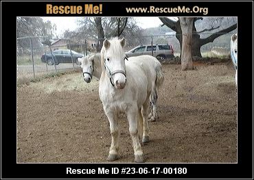 - California Horse Rescue - ADOPTIONS - Rescue Me!