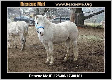 - California Horse Rescue - ADOPTIONS - Rescue Me!