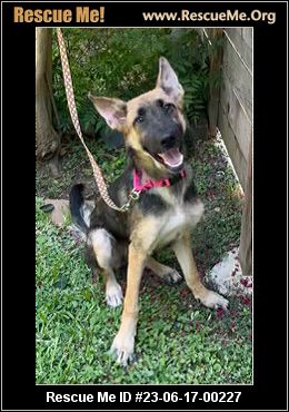 - Texas German Shepherd Rescue - ADOPTIONS - Rescue Me!