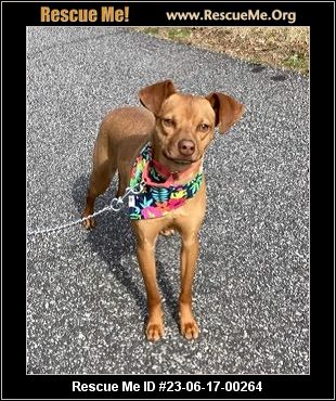 - South Carolina Dog Rescue - ADOPTIONS - Rescue Me!