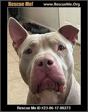 - Colorado Pit Bull Rescue - ADOPTIONS - Rescue Me!